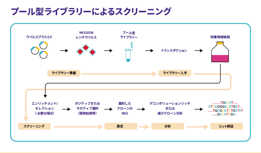 CRISPR screening（CRISPRスクリーニング）とは？基礎やワークフロー、ライブラリー選択方法を解説 - M-hub（エムハブ）
